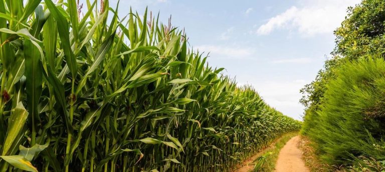 Scădere a producției de porumb: grâul și secara domină cultura ...